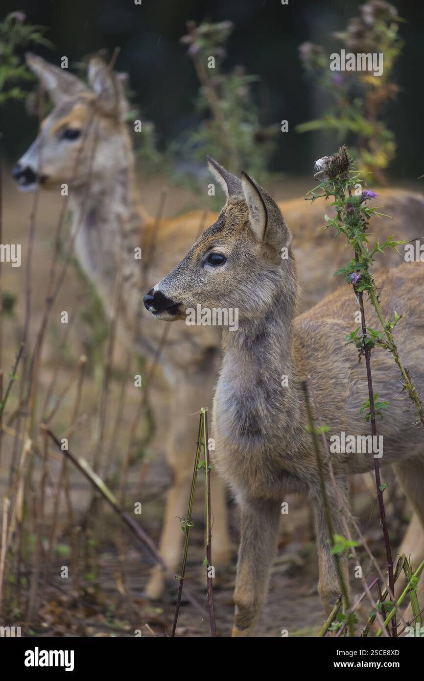 One female and one male Roe Deer, (Capreolus capreolus), standing side by side in dry stinging ...