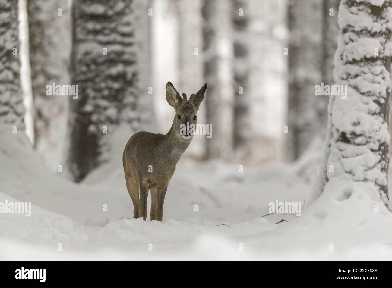 One young male Roe Deer, Roe buck (Capreolus capreolus), walking ...
