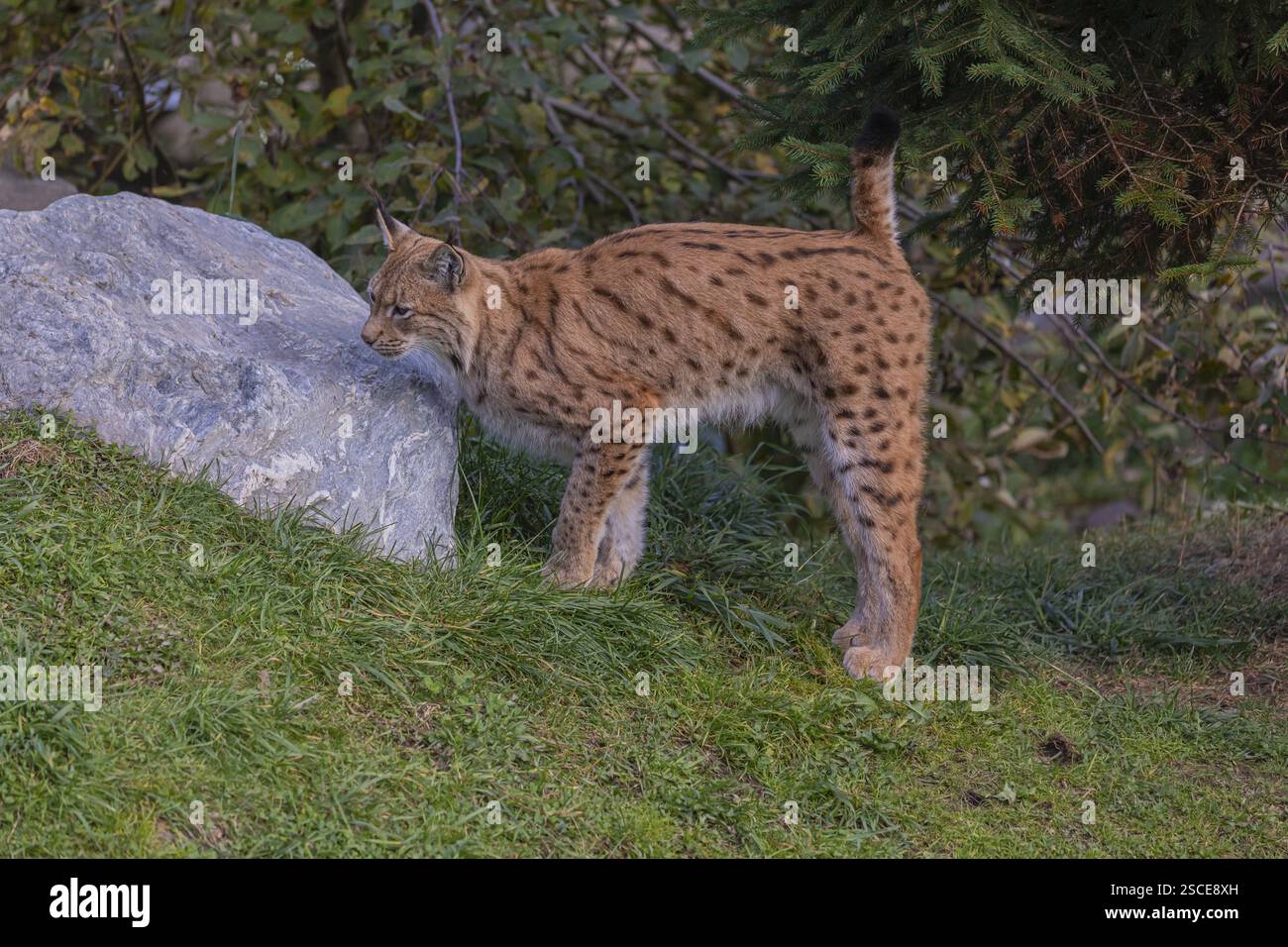 One Eurasian lynx, (Lynx lynx), standing on green grass with a grey ...