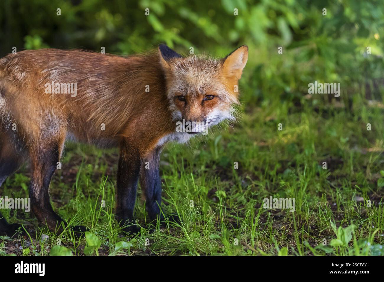 Portrait, sideview, of an adult red fox, Vulpes vulpes Stock Photo - Alamy