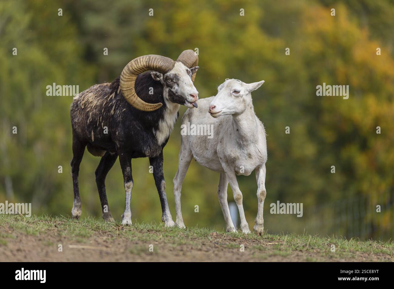 One male snow sheep (Ovis nivicola), or Siberian bighorn sheep checks ...
