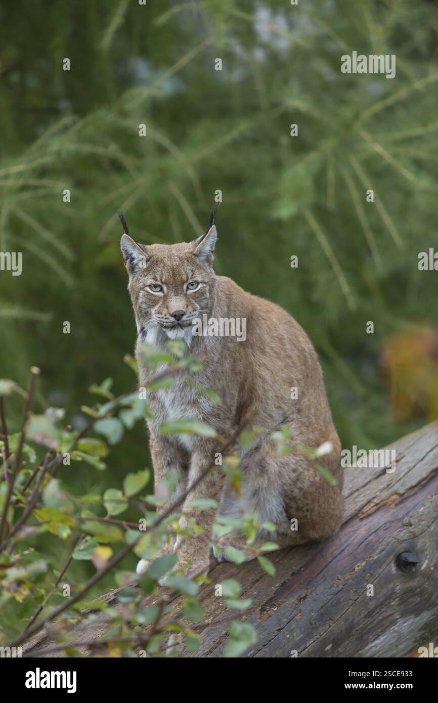 Wildlife dead hi-res stock photography and images - Alamy