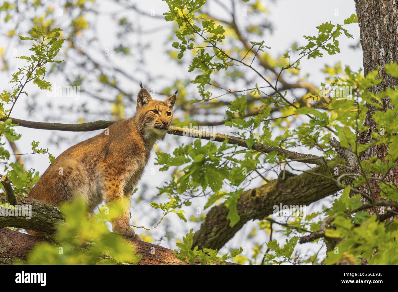 A Eurasian lynx, (Lynx lynx) sits on a branch high up in a big tree ...
