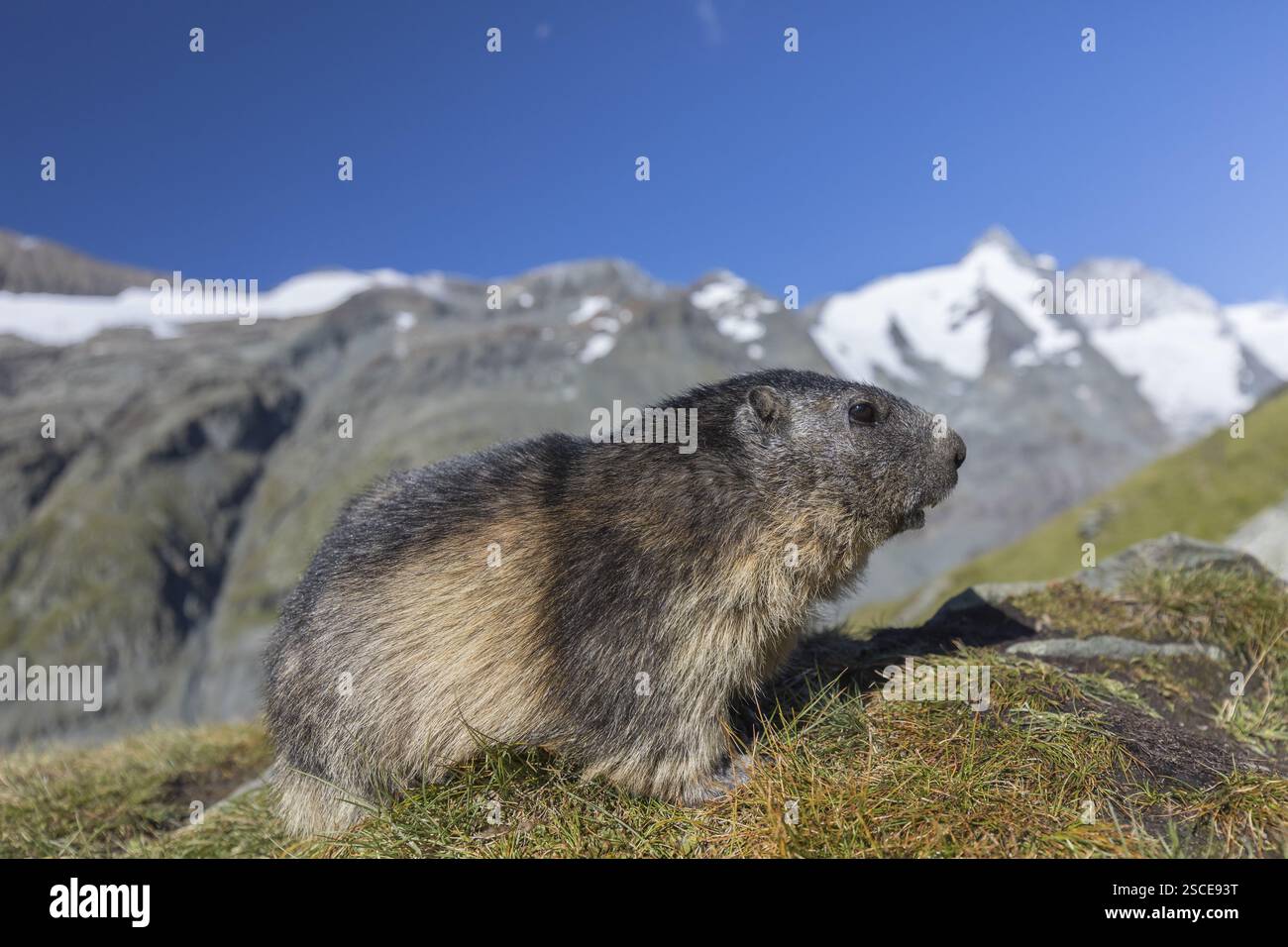 One Alpine Marmot, Marmota marmota, portrait in early morning light ...