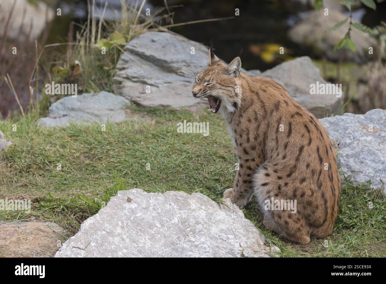 One Eurasian lynx, (Lynx lynx), resting on green grass between gray ...