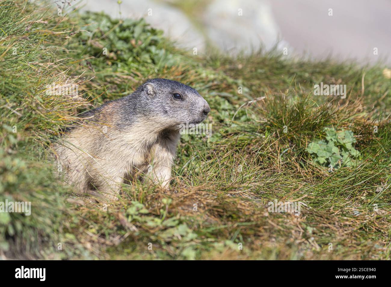 One young Alpine Marmot, Marmota marmota, sitting in front of his den ...