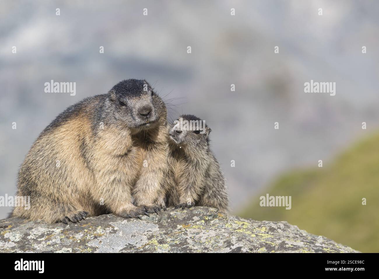 One young Alpine Marmot, Marmota marmota, begging for food. Licking the ...