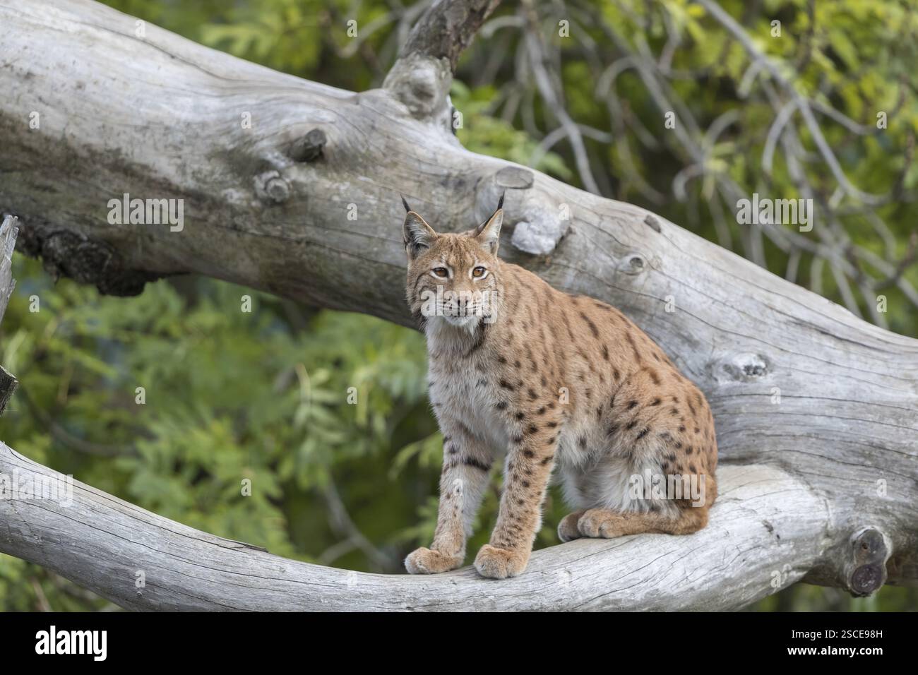 One Eurasian lynx, (Lynx lynx), sitting on a dead tree. Side view with ...