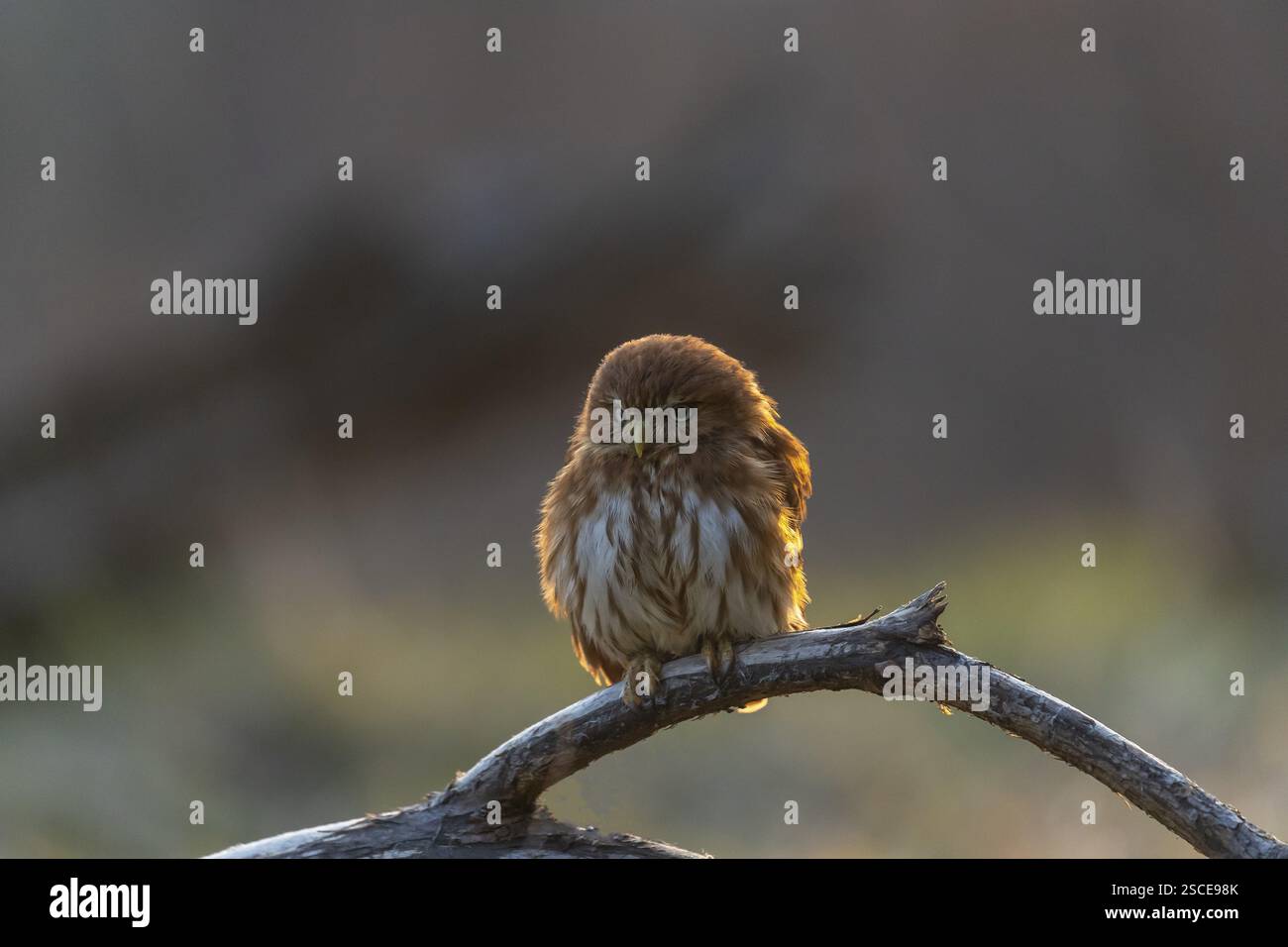 One East Brazilian pygmy owl (Glaucidium minutissimum), also known as ...