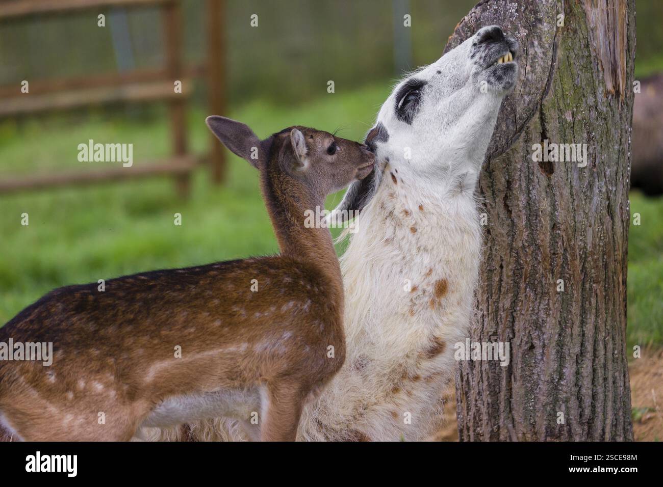 A female Llama (Lama guama) and a Red deer calf (Cervus elaphus) being ...