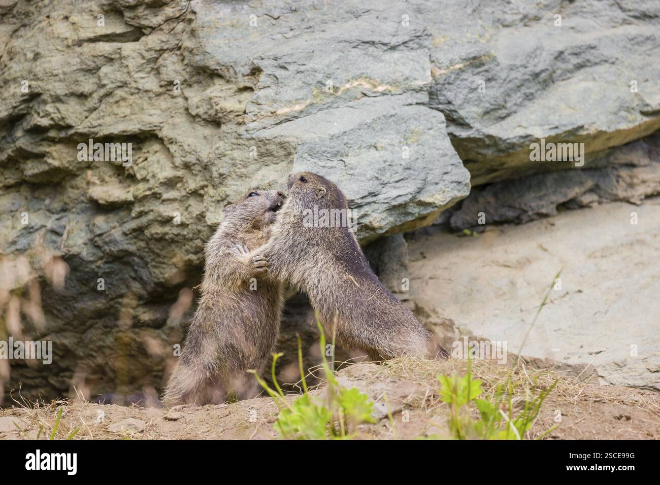 Two adult Alpine Marmots, Marmota marmota, play fighting in front of a rockwall Stock Photo - Alamy