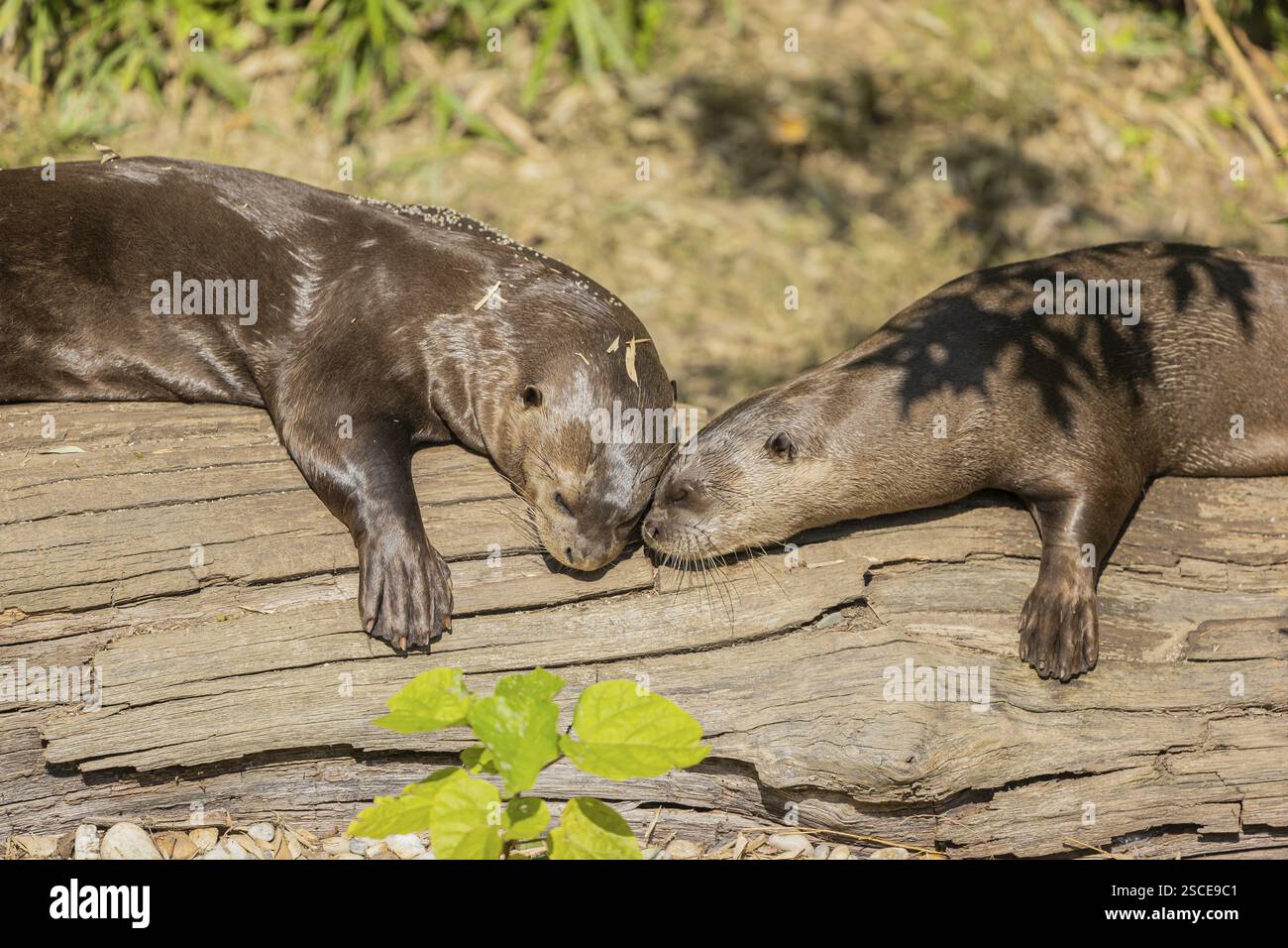 Loving couple. Two giant otter or giant river otter (Pteronura ...