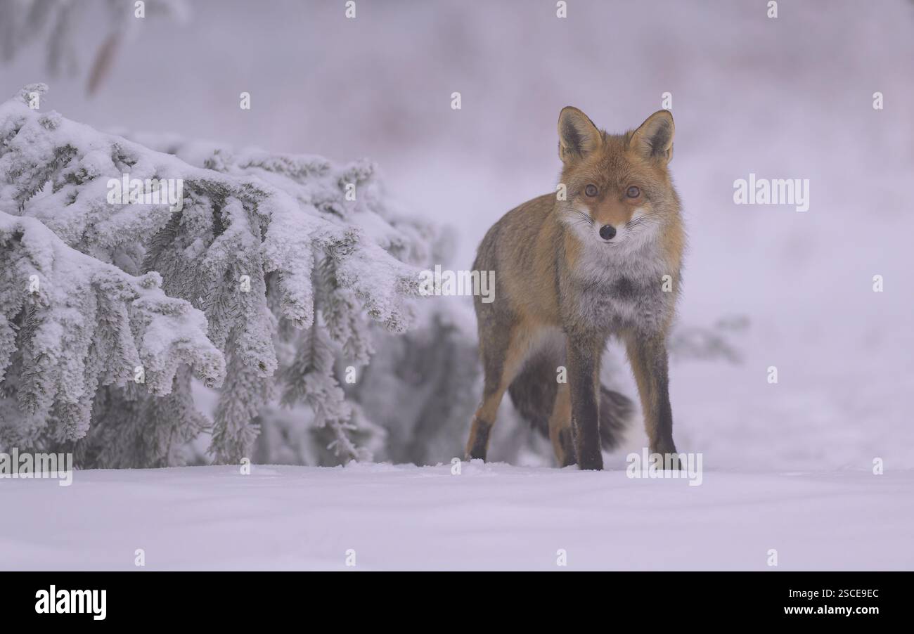 Red fox (Vulpes vulpes), seeking shelter under branches on a spruce ...