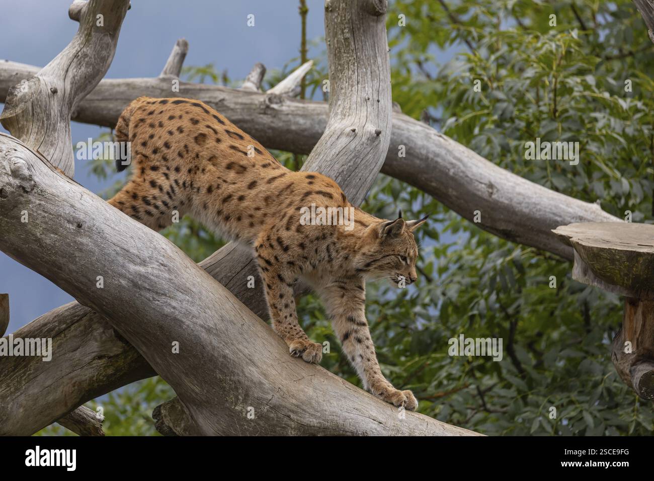 One Eurasian lynx, (Lynx lynx), walking down a fallen tree. Side view ...