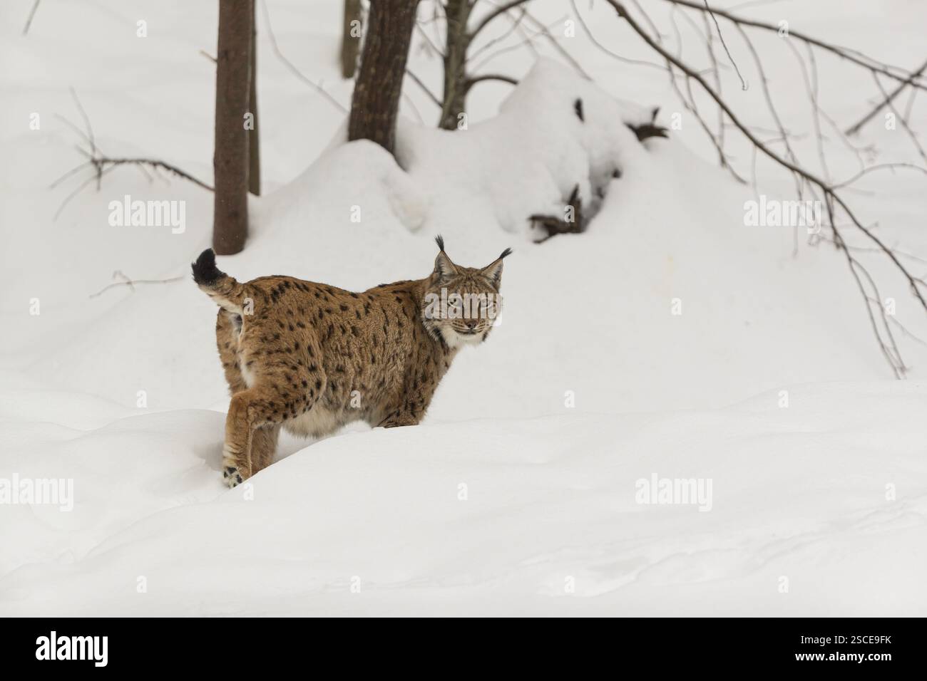One Eurasian lynx, (Lynx lynx), walking over a snow covered opening in ...
