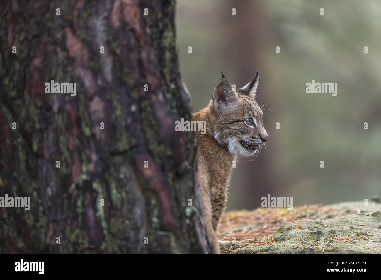 One young Eurasian lynx, (Lynx lynx), sitting in a forest behind a tree ...