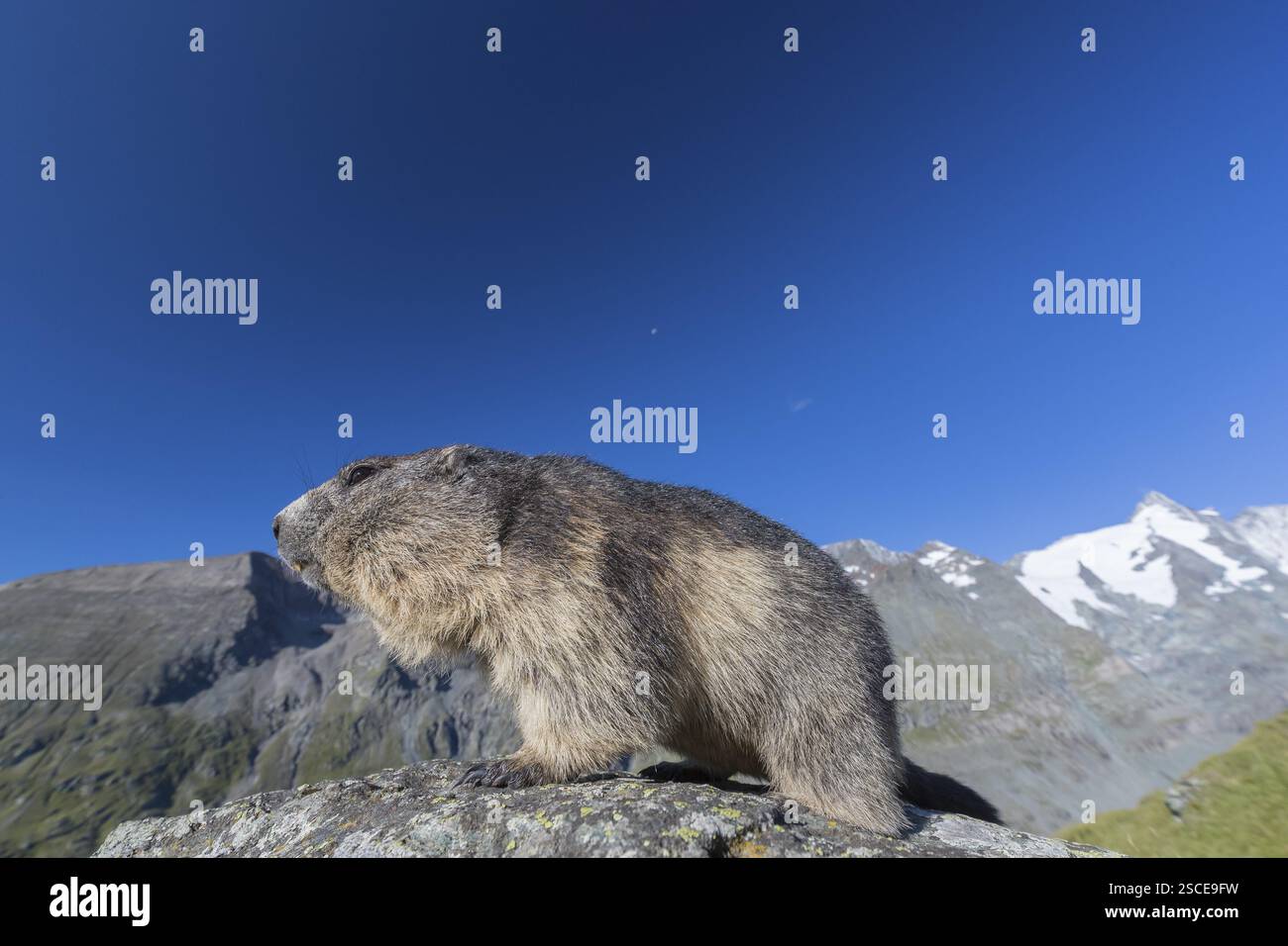 One adult Alpine Marmot, Marmota marmota, standing on a rock. Grossglockner Mountain in the ...