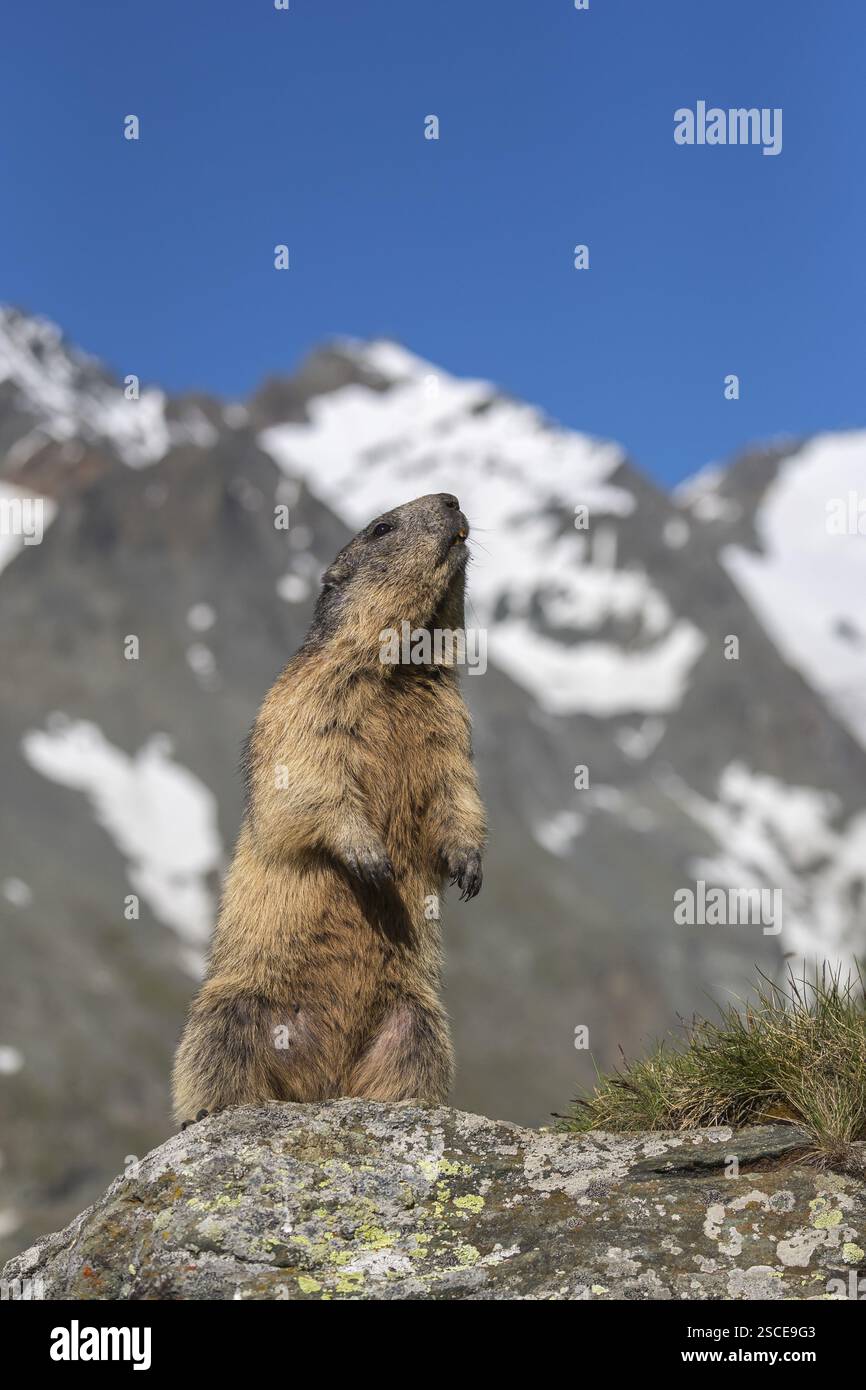 One adult Alpine Marmot, Marmota marmota standing erected on a rock. Rocks and mountains in the ...