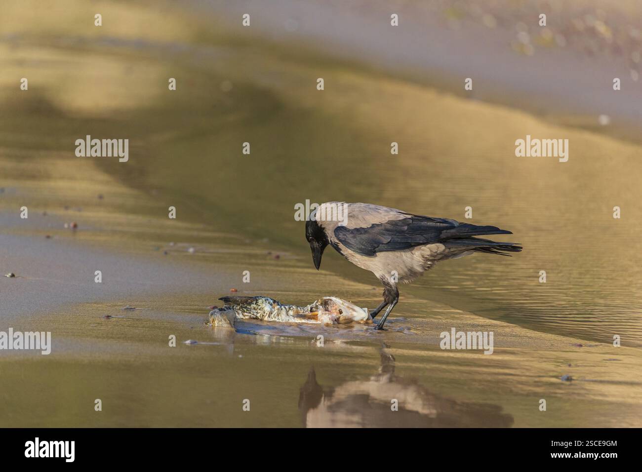 One adult hooded crow (Corvus cornix), eating a fish at a beach of the ...