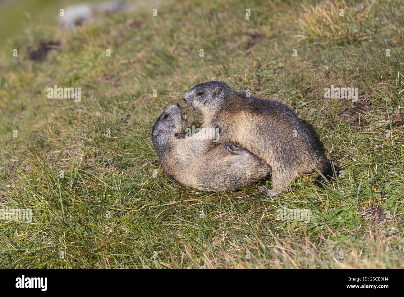 Two young Alpine Marmots, Marmota marmota, play fighting in green grass Stock Photo - Alamy
