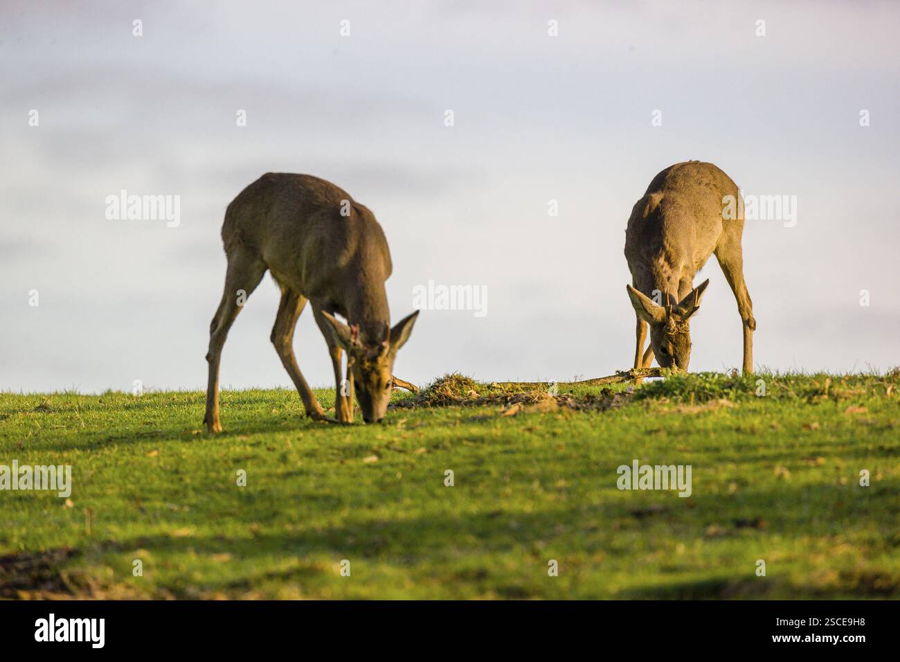 A roebuck (Capreolus capreolus) sweeps his antlers on the ground, a ...