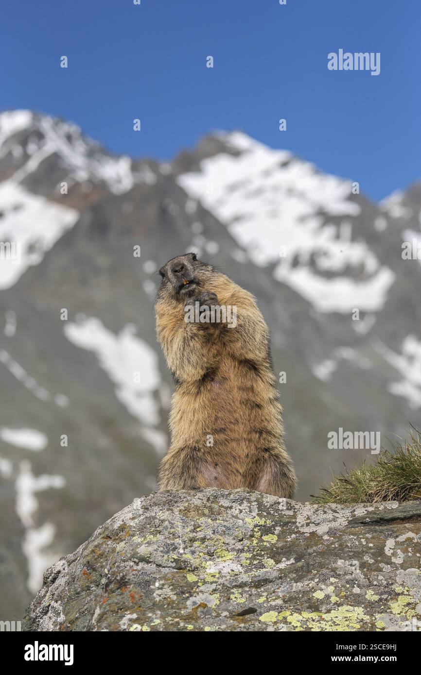 One adult Alpine Marmot, Marmota marmota standing erected on a rock ...