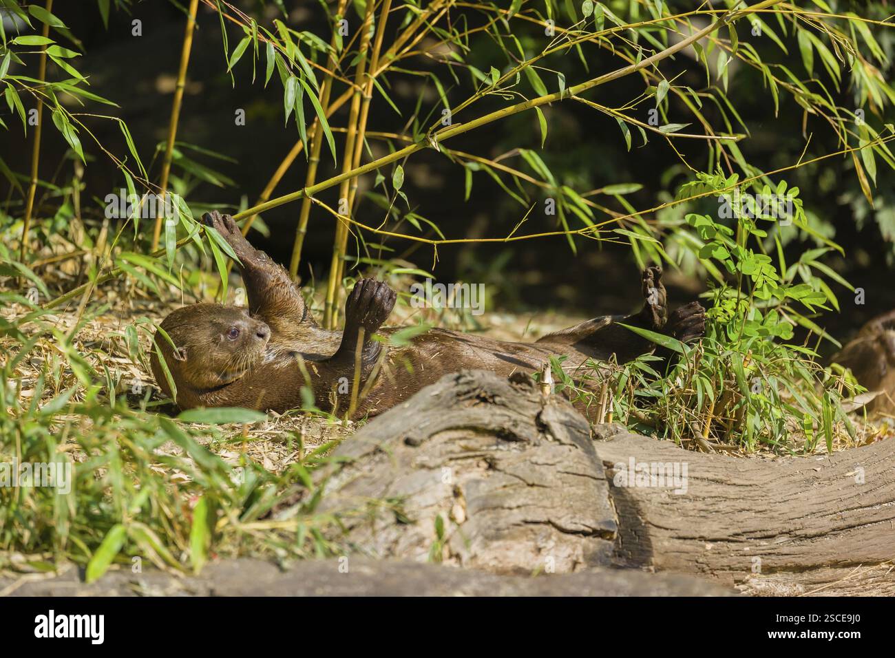 A giant otter or giant river otter (Pteronura brasiliensis) plays with ...