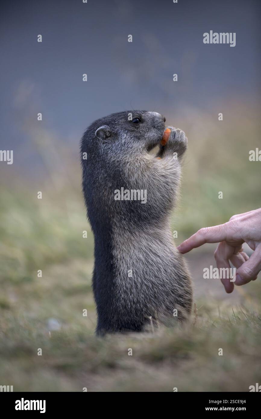 One young Alpine Marmot, Marmota marmota, sitting erected, feeding on ...