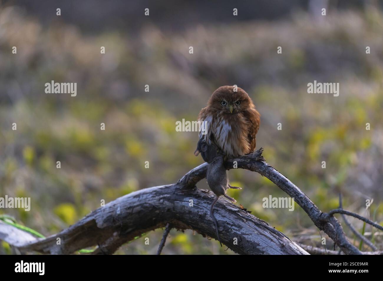 One East Brazilian pygmy owl (Glaucidium minutissimum), also known as ...