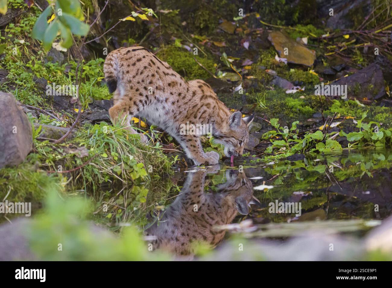 A young Eurasian lynx, (Lynx lynx) stands at a small pond and drinks ...