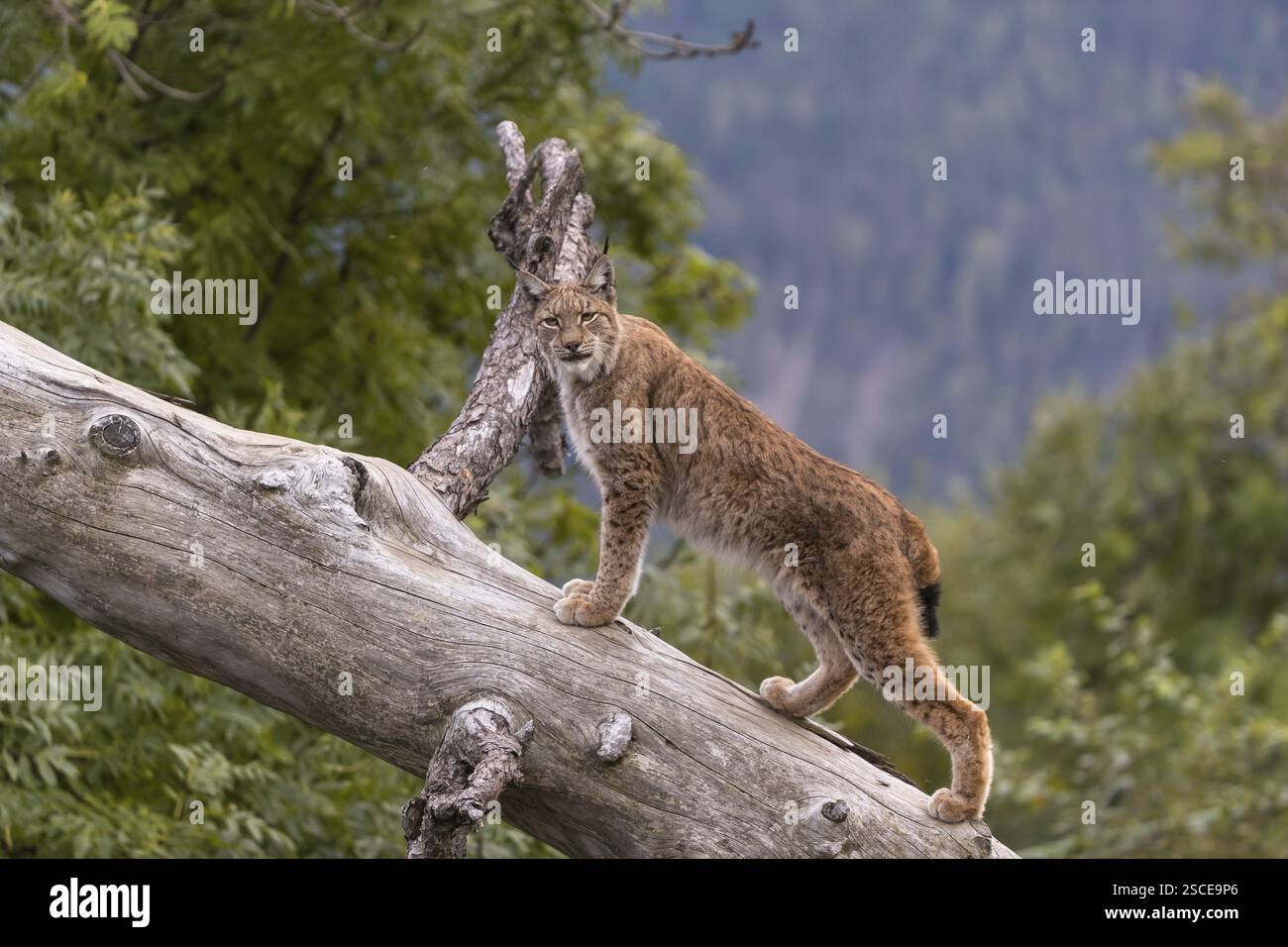 One Eurasian lynx, (Lynx lynx), climbing up a dead tree. Side view with ...