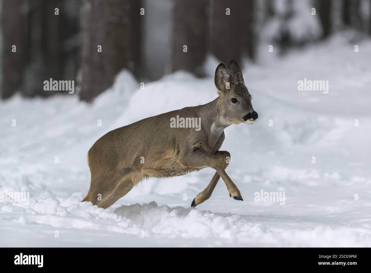 One young male Roe Deer, Roe buck (Capreolus capreolus), walking ...