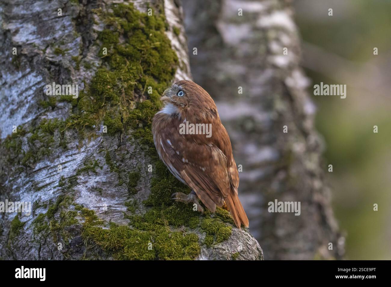 One East Brazilian pygmy owl (Glaucidium minutissimum), also known as ...
