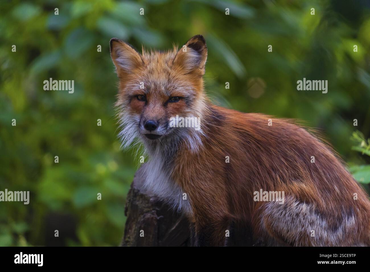 Portrait, frontal view, of an adult red fox, Vulpes vulpes Stock Photo - Alamy