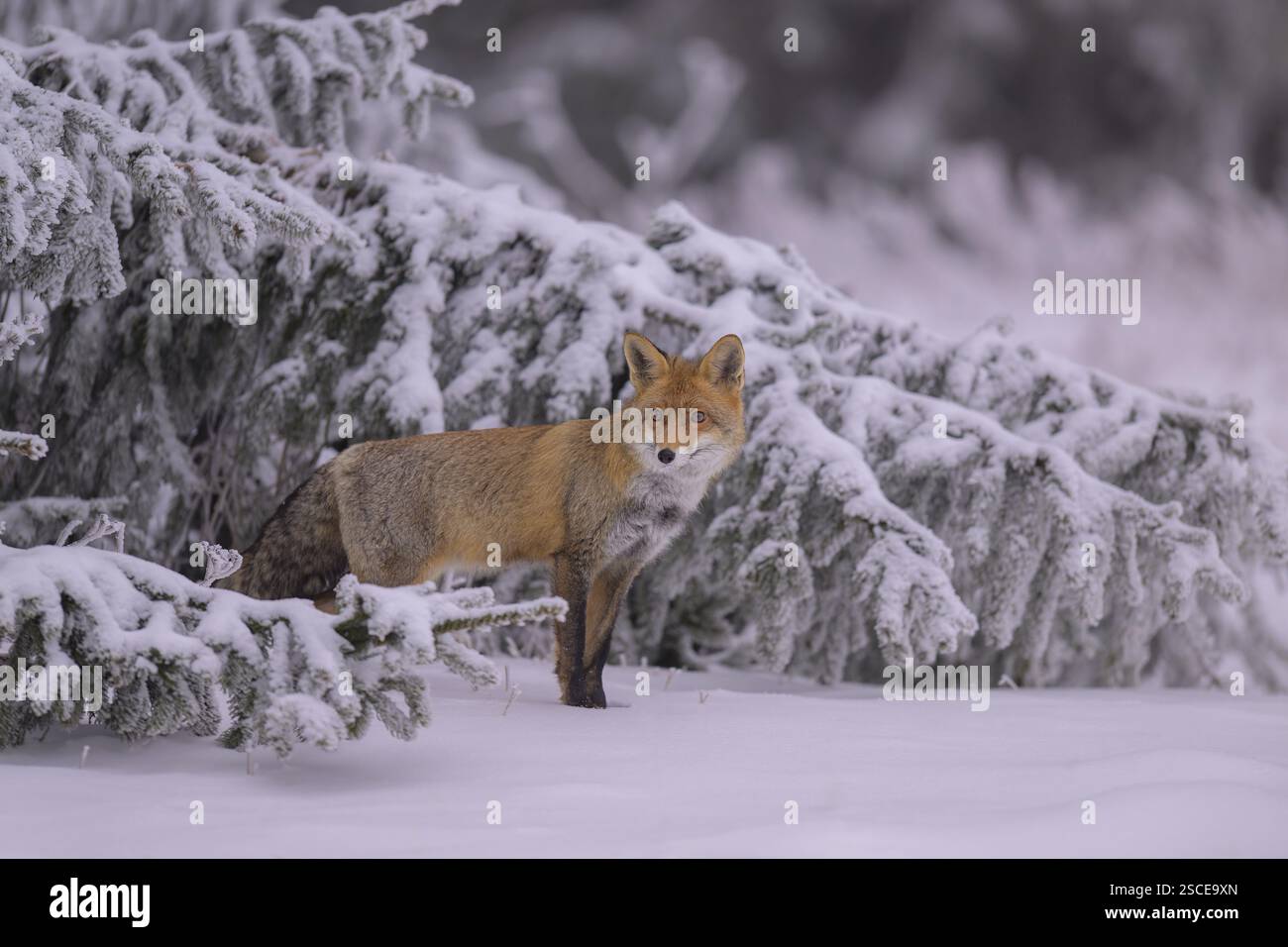 Red fox (Vulpes vulpes), seeking shelter under branches on a spruce ...