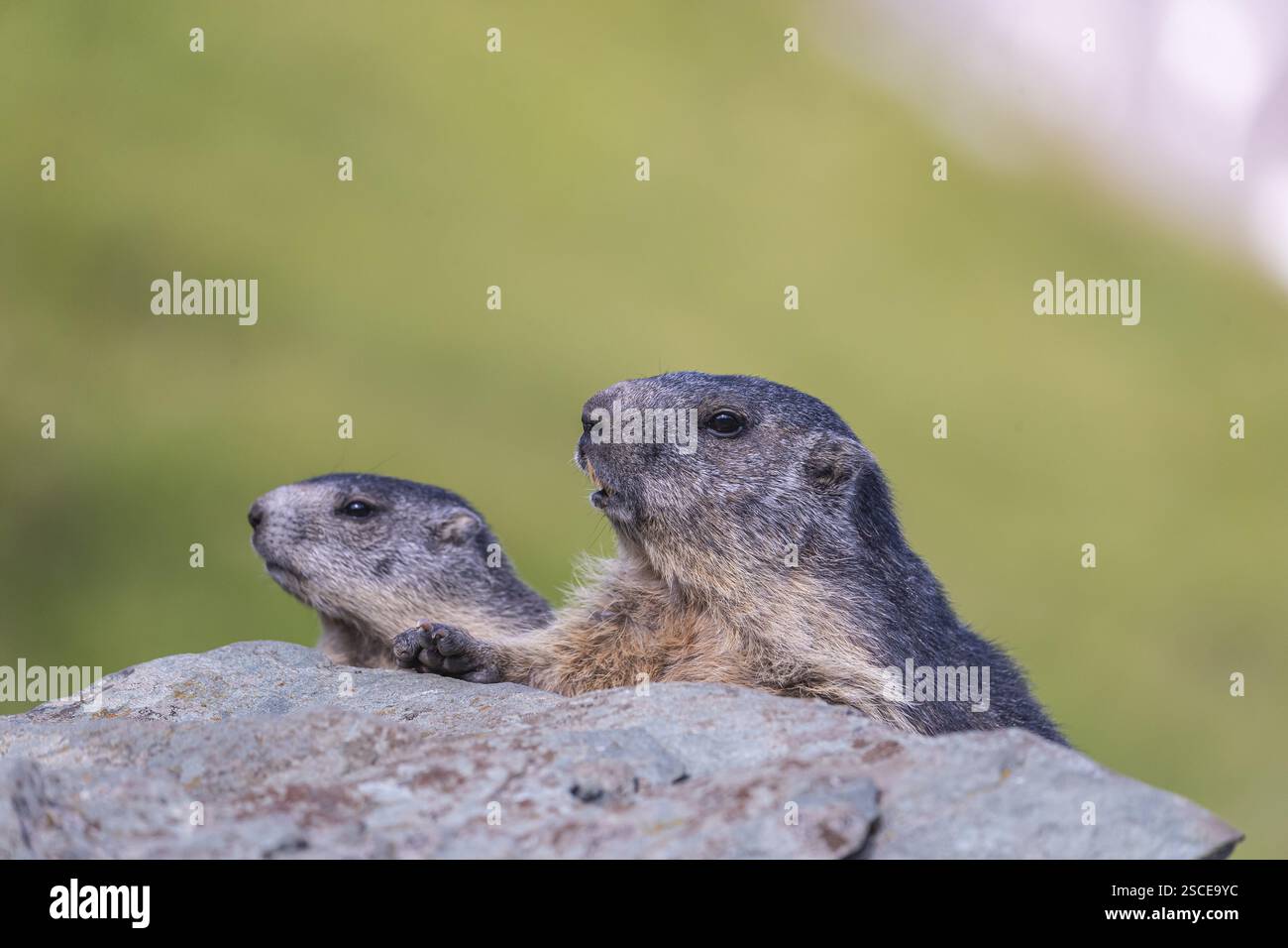 One adult Alpine Marmot, Marmota marmota, and one young marmot sitting resting on a rocky rim ...