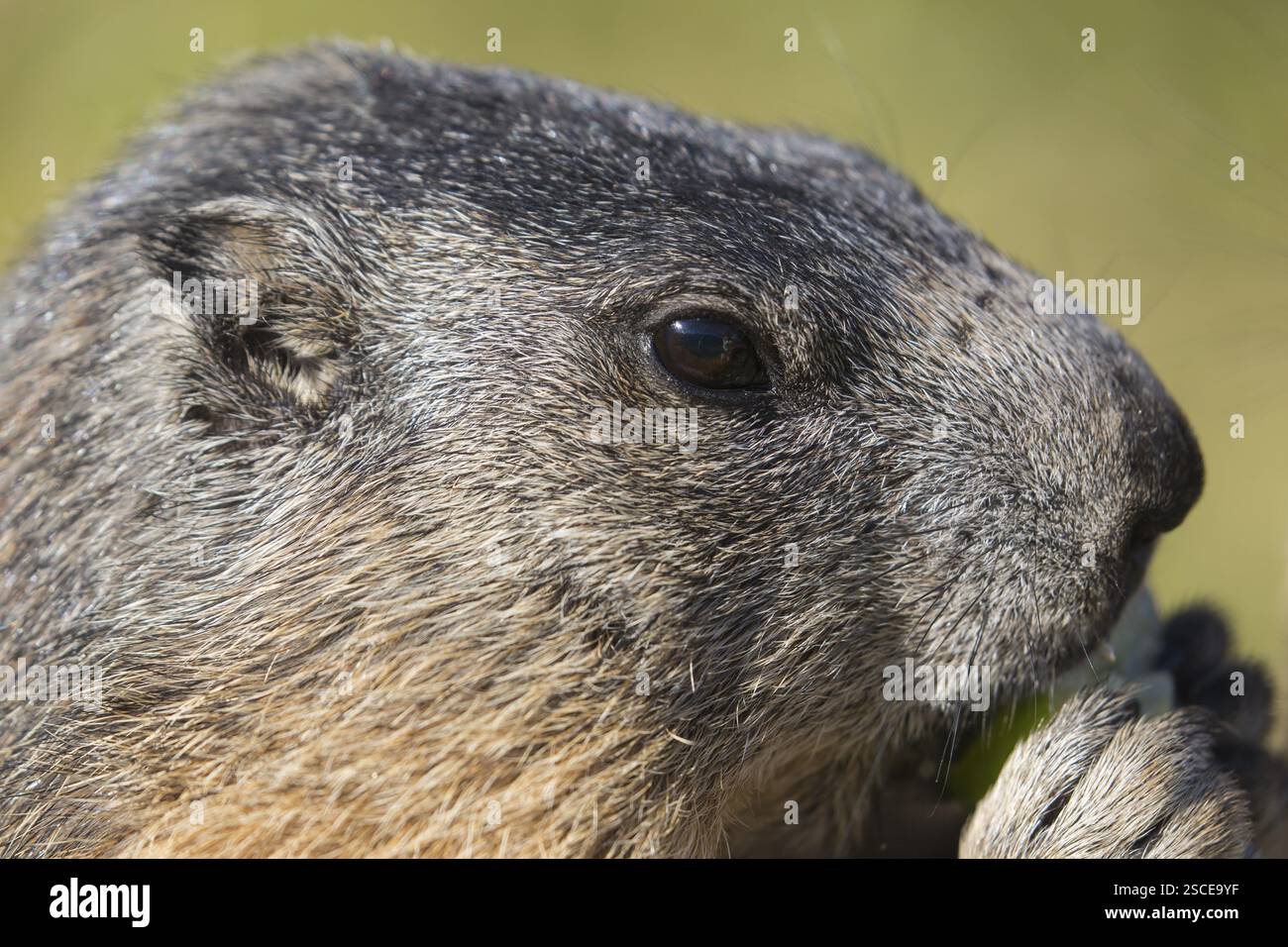 One adult Alpine Marmot, Marmota marmota, feeding on something. Closeup Stock Photo - Alamy