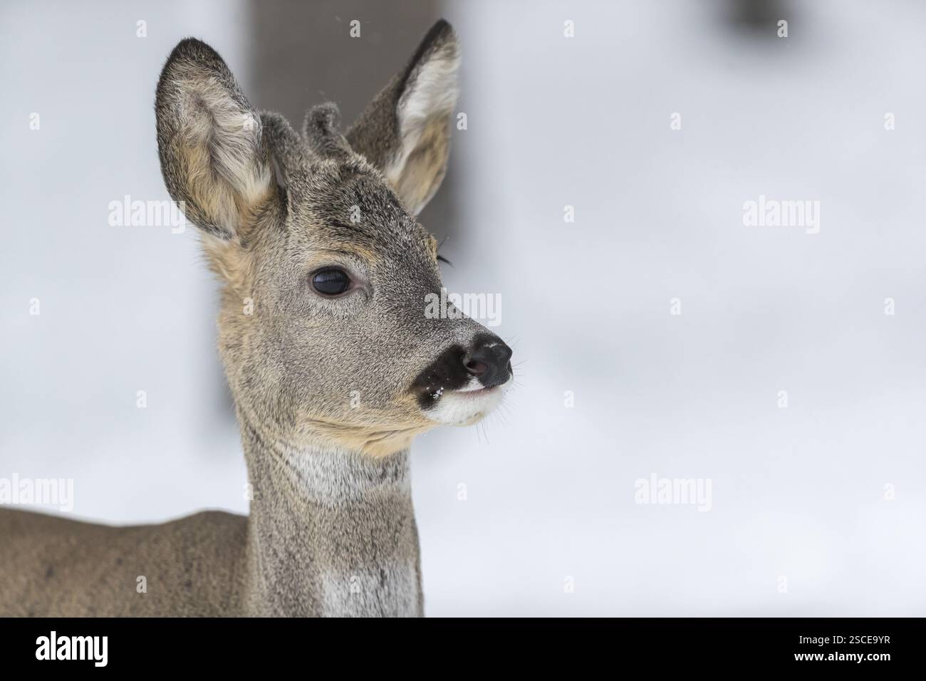 Portrait of a young male Roe Deer, Roe buck (Capreolus capreolus ...