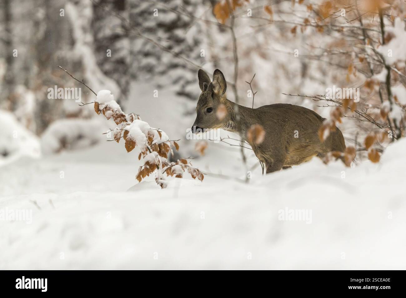 One young male Roe Deer, Roe buck (Capreolus capreolus), walking ...