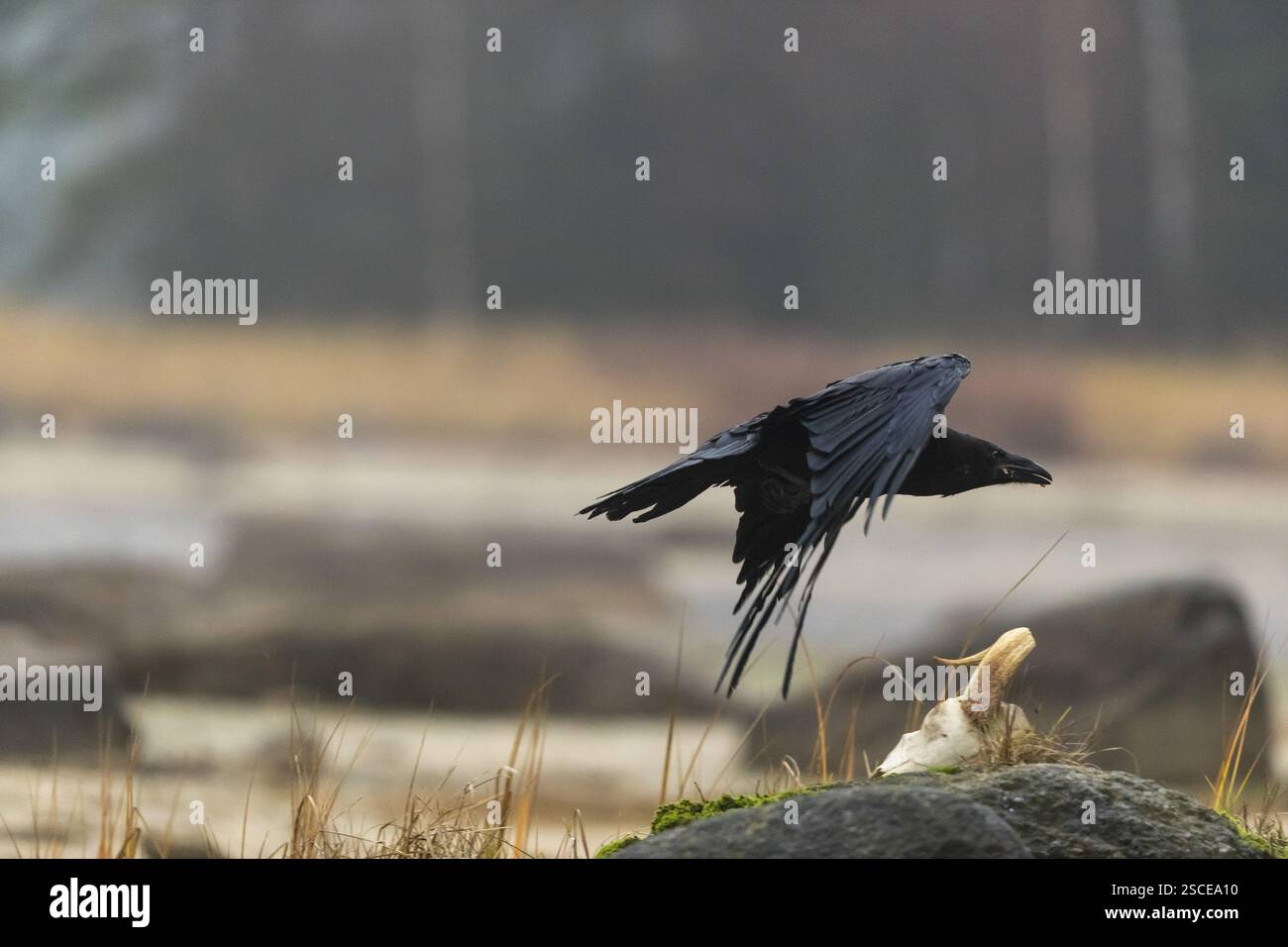 One common raven (Corvus corax) flying over a dry lakeshore on an ...