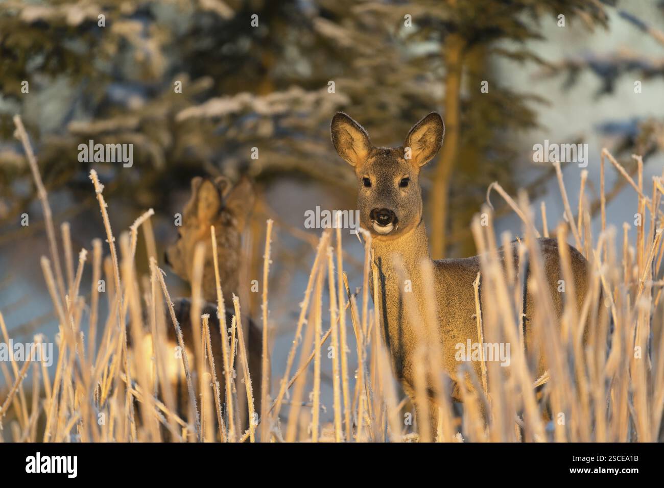 Roe deer standing in hoar frosted dead stinging nettle at minus 15 °C ...