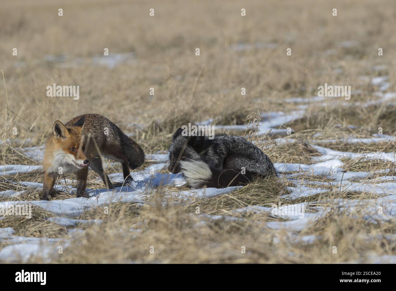 One red fox, Vulpes vulpes, and one fox in melanistic form blackish ...