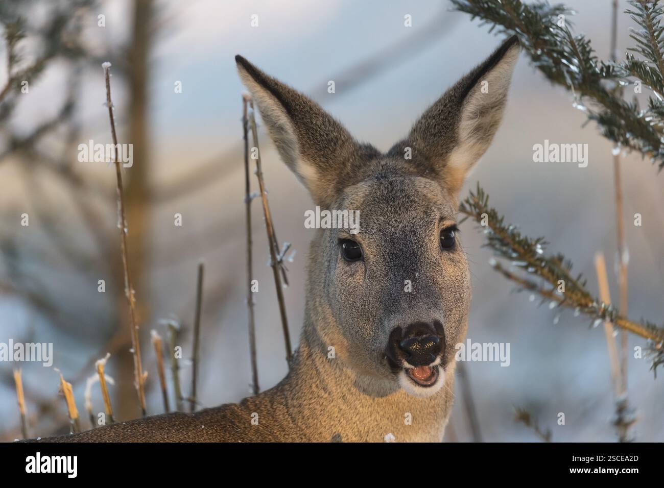Roe deer between fir trees with hoar frost on the ground at minus 15 °C ...