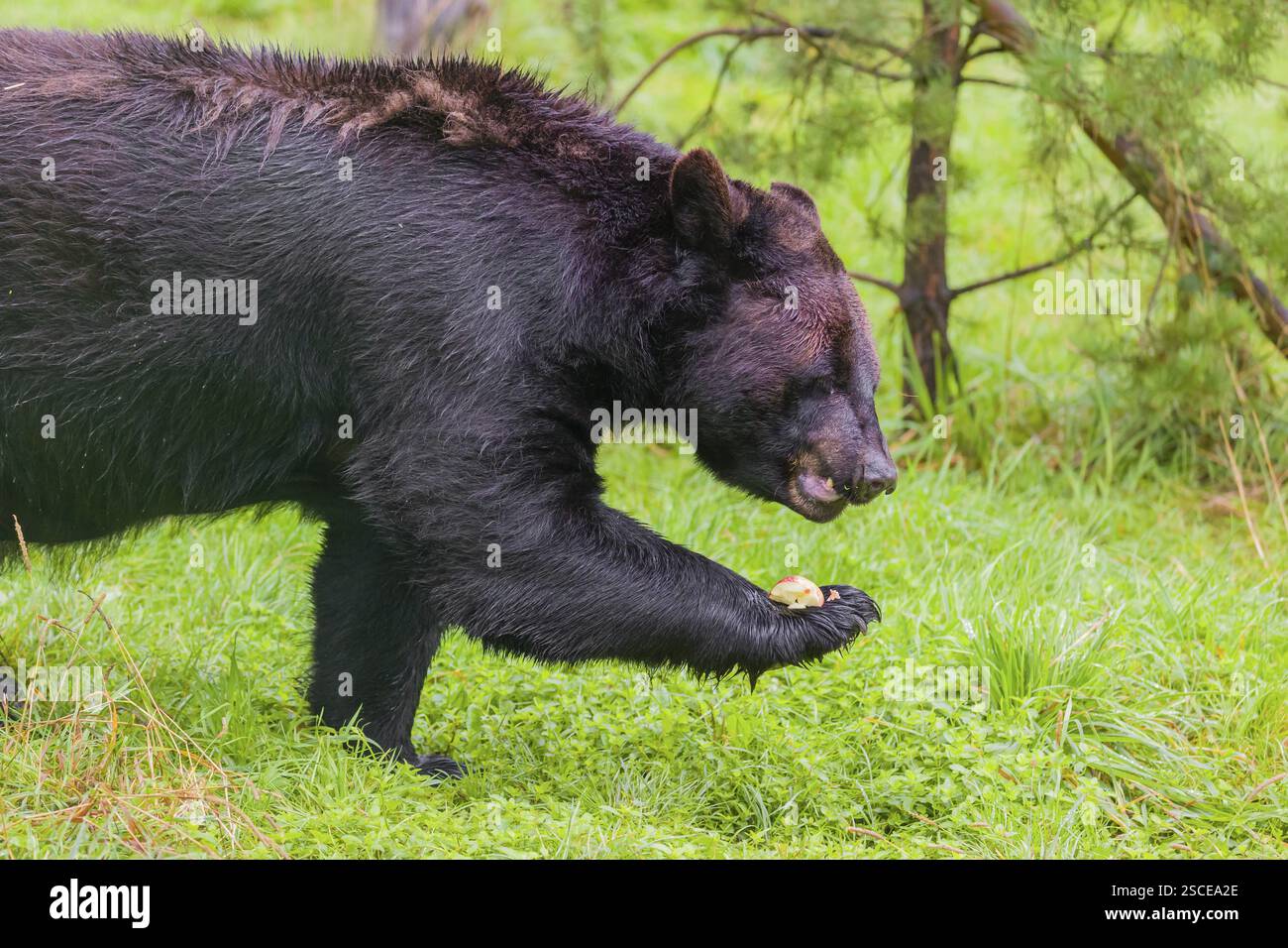 An American black bear (Ursus americanus), black bear or baribal stands ...
