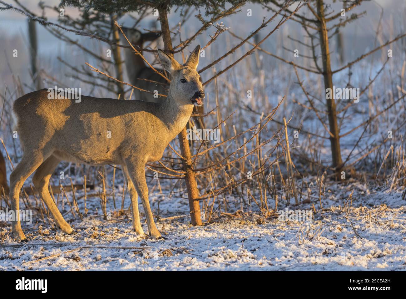Roe deer between fir trees with hoar frost on the ground at minus 15 °C ...