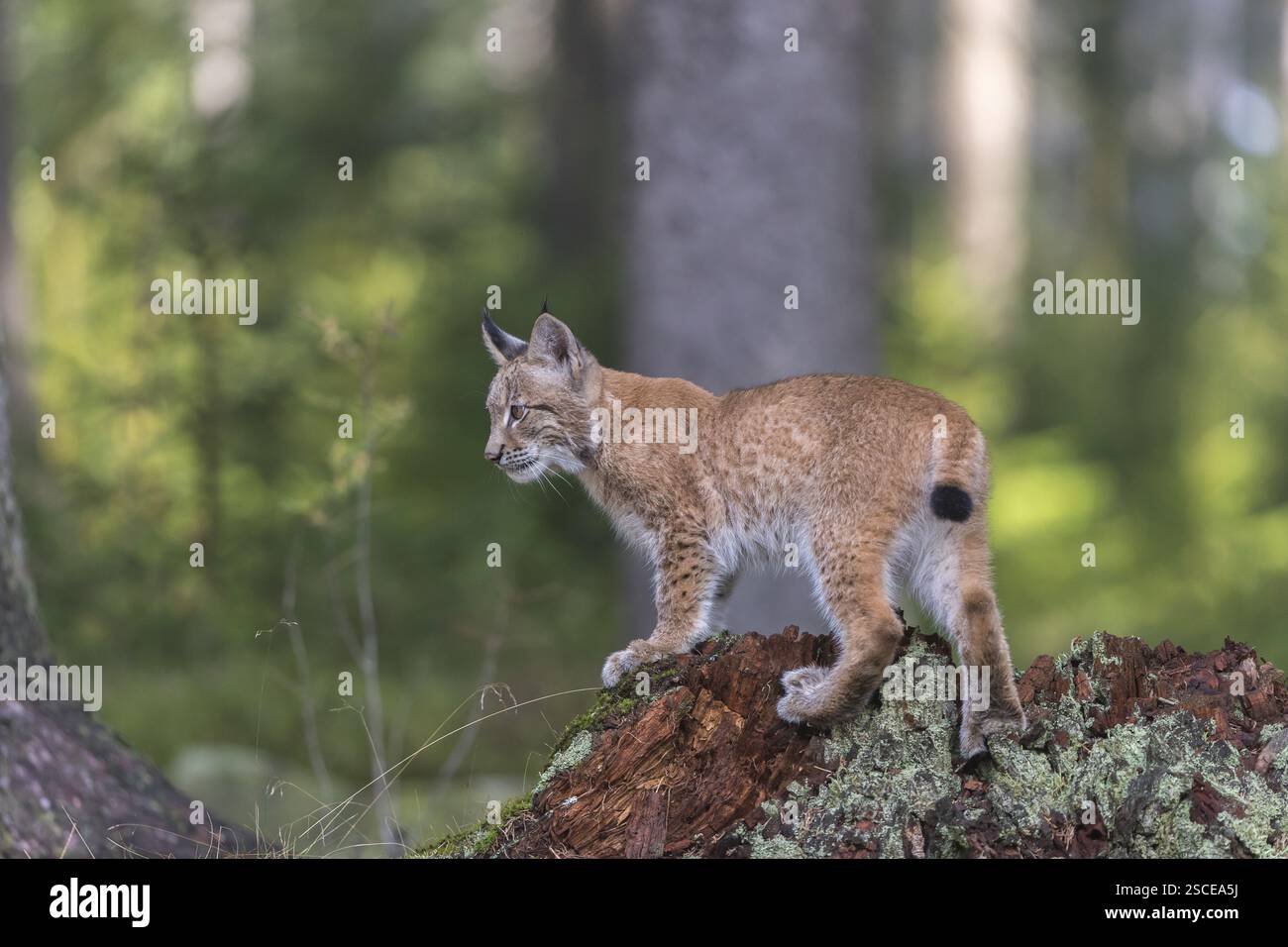 One young Eurasian lynx, (Lynx lynx), standing on a rotten tree stump ...