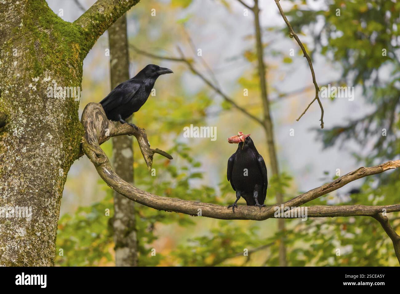 Two common raven (Corvus corax) sit in a tree, one eats a piece of meat ...