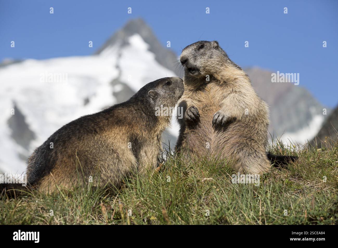 Two adult Alpine Marmot, Marmota marmota, sitting in front of the Grossglockner mountain in ...