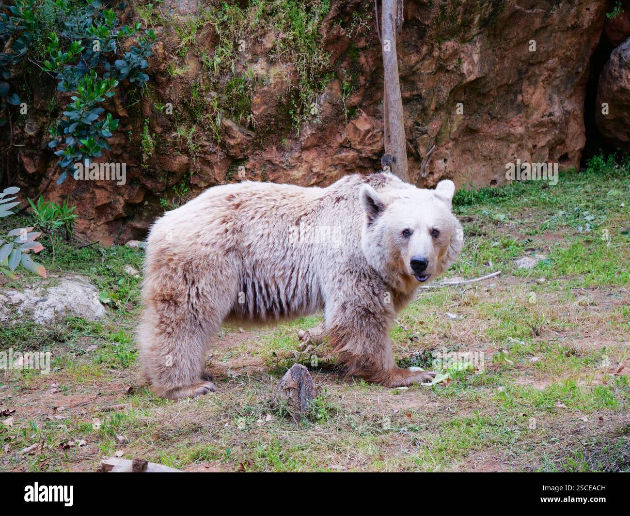 Syrian brown bear looking at the camera Stock Photo - Alamy