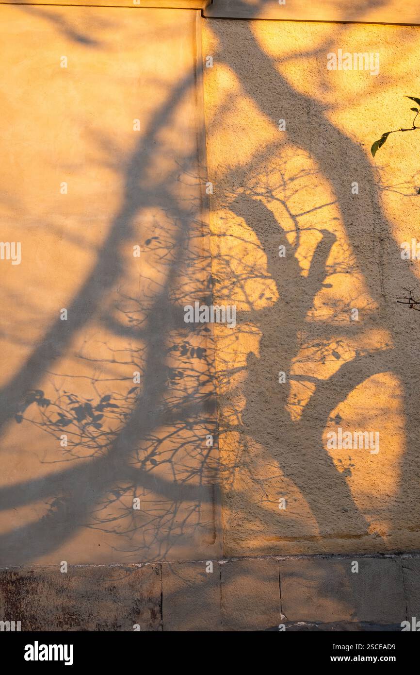 Shadow of a tree with branches and leaves cast on a textured wall ...